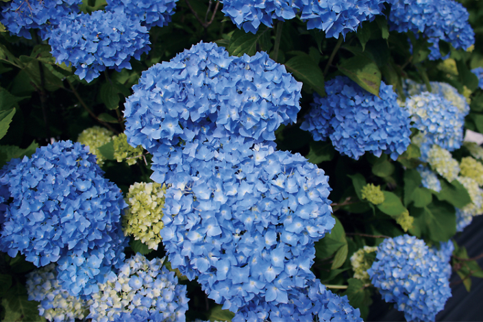 ajisai_rennge_farm | 人吉トラベル/人吉温泉観光協会